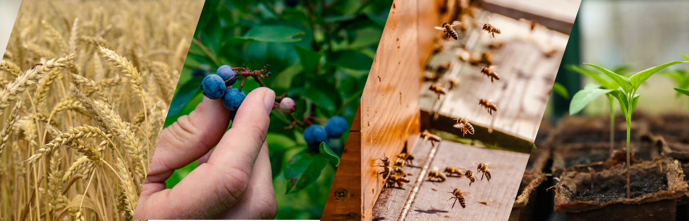 UAP Vision and Principles Validation Survey | Urban Agriculture Plan ...